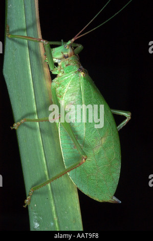 True katydid Pterophylla camellifolia Female with long blade like ...