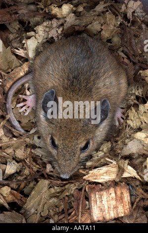 Deer mouse Peromyscus Central Pennsylvania Stock Photo - Alamy