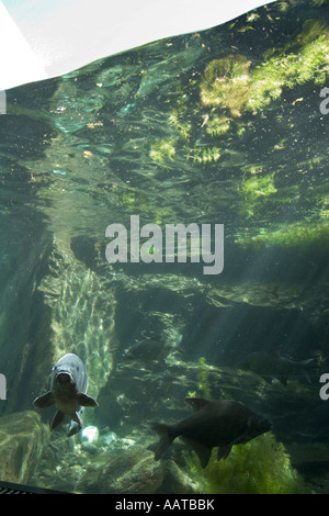 Large aquarium tank filling with water Stock Photo - Alamy