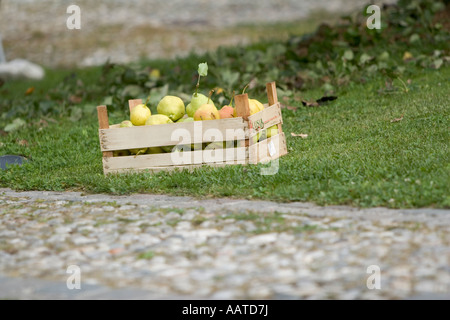 Box of freshly picked comice pears, Italy Stock Photo - Alamy
