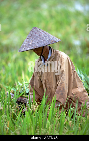 Workers in rice padis Hanoi Vietnam Stock Photo - Alamy