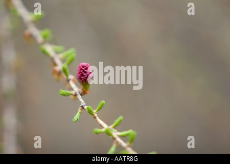 Fruit or flower of the Larch tree, Larix. Italy, Europe Stock Photo - Alamy
