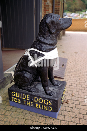 Collection Box, collection money for guide dogs for the blind Stock ...