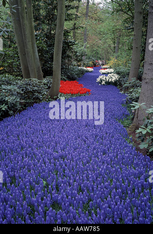 Muscari Armeniacum river Stock Photo - Alamy