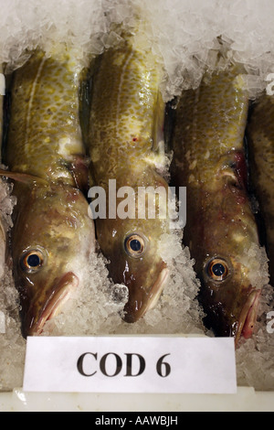 A box of fresh cod waiting to be sold at Peterhead Fishmarket ...