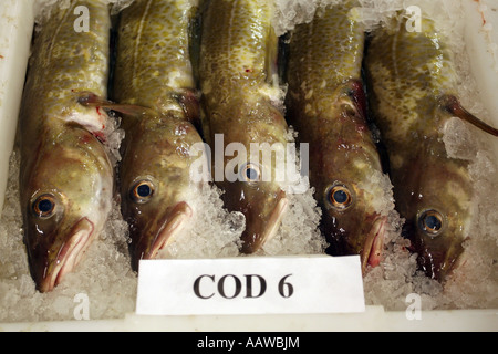 A box of fresh cod waiting to be sold at Peterhead Fishmarket ...