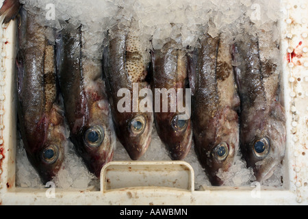 Fresh Haddock sold at Peterhead Fish Market, in Aberdeenshire, Scotland ...