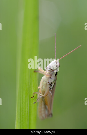 grasshopper on grass grass hopper insects bugs Stock Photo - Alamy