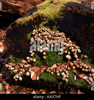 The fruiting body of Root Rot fungus (Heterobasidion annosum) growing ...