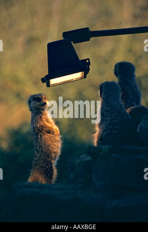 meerkats standing under heat lamp Stock Photo - Alamy
