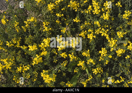 Yellow spring flowers of Hairy greenweed or Silky leaf woadwaxen ...