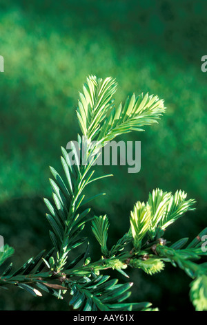 New spring growth and redwood trees. Redwood National Park, California ...