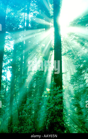 God rays of magical mystical light in a lush redwood tree forest with ...