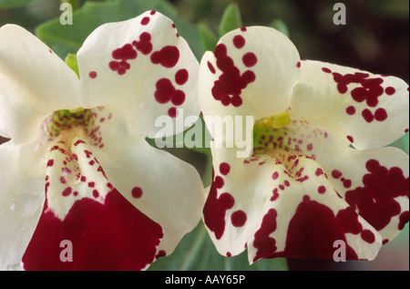 Mimulus 'Magic Spots' (Monkey flower, Musk) Close up of three creamy ...