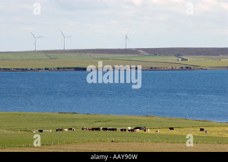 26 06 06 Stronsay Island Orkney Scotland UK Photo Simon Grosset DSC8129 ...