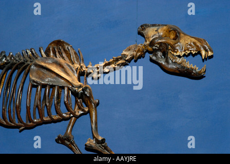 Preserved Dire Wolf, Canis dirus, skeleton from La Brea Tar Pits Stock ...