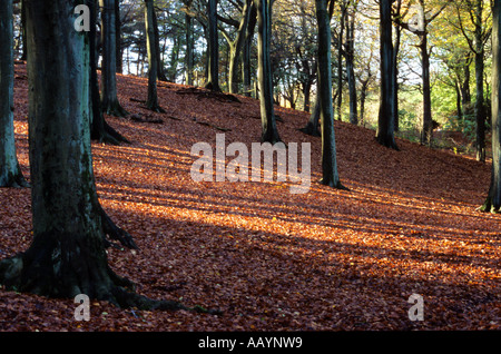 Beech trees at Tandle Hill Country Park, Royton, Oldham, UK Stock Photo ...