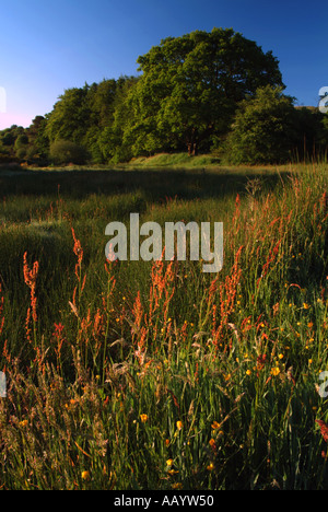 Spring meadow at dawn Dartmoor Devon UK Stock Photo - Alamy