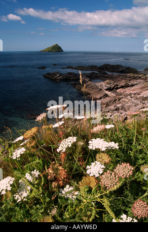 Wildflower clifftop overlooking Great Mewstone and Wembury Bay Devon UK ...
