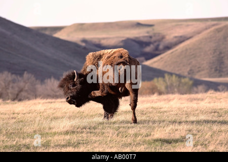 American Bison in the Qu'Appelle Valley north of Buffalo Pound ...