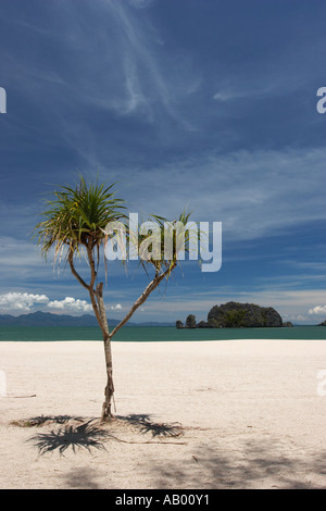 A lone pandan tree growing on Tanjung Rhu beach. Langkawi island ...