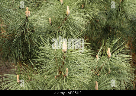 Austrian pine (Pinus nigra). Called Black pine also Stock Photo - Alamy