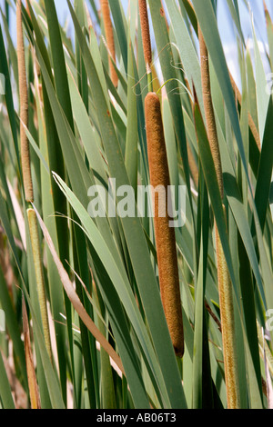Cattail plant growing at the edge of Lake Rousseau near Dunnellon and ...