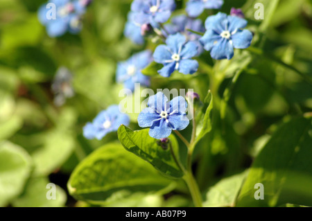 Omphalodes verna Moench Stock Photo - Alamy