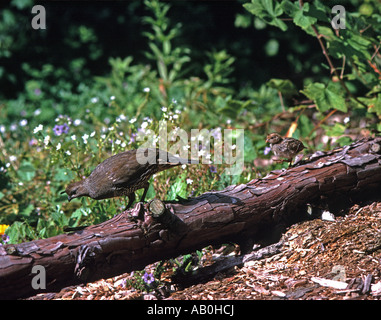 California Quail Adult Hen Female Stock Photo - Alamy