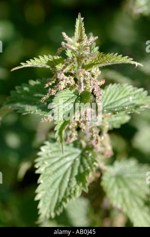 Female Stinging Nettle in flower, Urtica dioica Stock Photo - Alamy