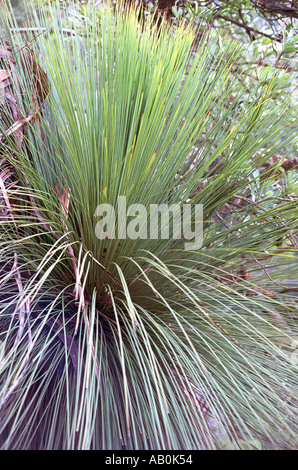 Closeup of the Xanthorrhoea australis, the grass tree, austral ...
