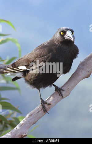 Pied currawong Strepera graculina bell magpie observing with eucalyptus ...