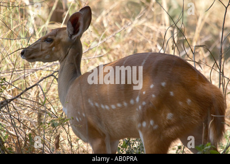 Head Of a Female Bushbuck Tragelaphus sylvaticus Taken in Kei Mouth ...