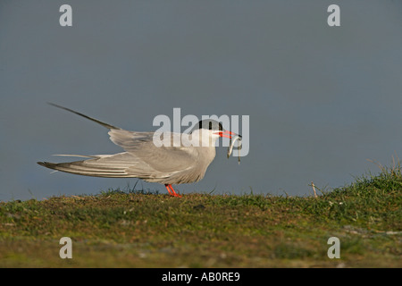 Common Tern (Sterna hirundo Stock Photo - Alamy