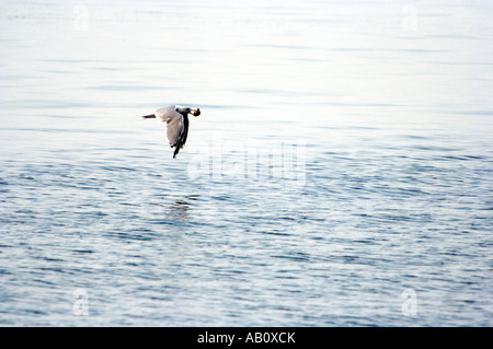 Seagull holding seashell flying over the ocean Stock Photo - Alamy