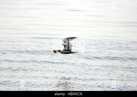 Seagull holding seashell flying over the ocean Stock Photo - Alamy