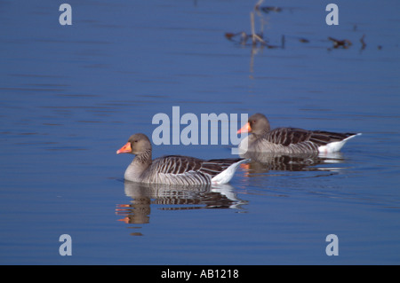 Two Greylag Geese (Anser anser) Swimming on a Calm Water Surface with ...