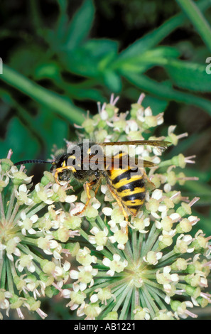 Red wasp, Vespula rufa Stock Photo - Alamy