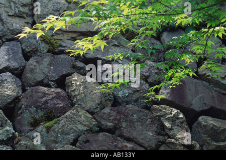 Japanese Maple Shoji ji Temple Kyoto Prefecture Japan Stock Photo - Alamy