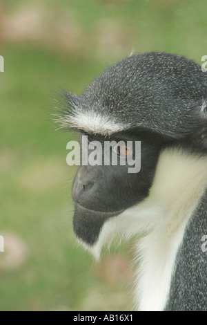 Diana monkey (Cercopithecus diana Stock Photo - Alamy