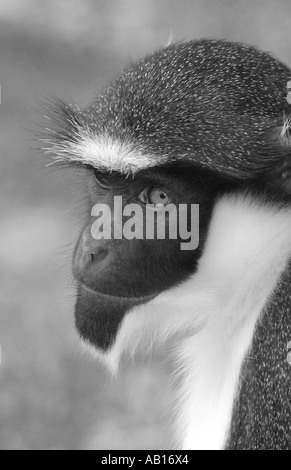 DIANA MONKEY cercopithecus diana Stock Photo - Alamy