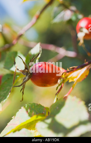 A sprig of rose hips FoodCollection Stock Photo - Alamy