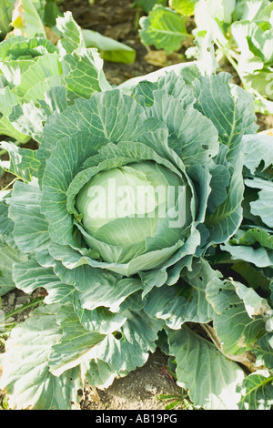 A white cabbage in the field FoodCollection Stock Photo - Alamy