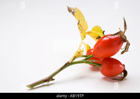 A sprig of rose hips FoodCollection Stock Photo - Alamy