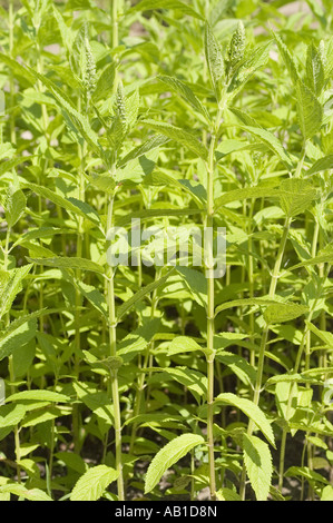 Green plant of Canada germander - Teucrium canadense Stock Photo - Alamy