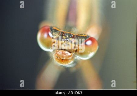 Close-up, portrait of a damselfly, a small dragonfly Stock Photo - Alamy