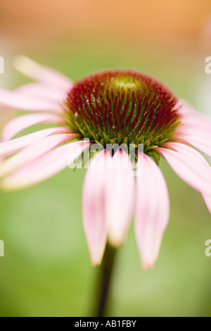Purple coneflower FoodCollection Stock Photo - Alamy