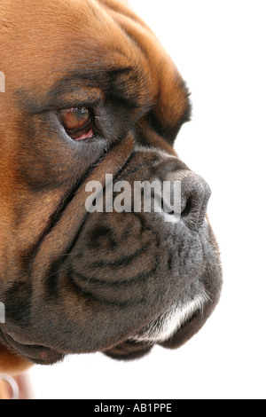 Boxer dog face Stock Photo - Alamy