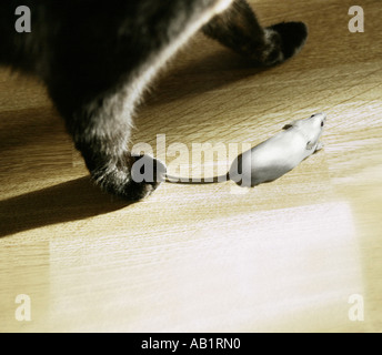 Cat catching a mouse Stock Photo: 28836835 - Alamy