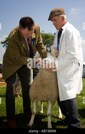 Sheep judging at show Stock Photo - Alamy